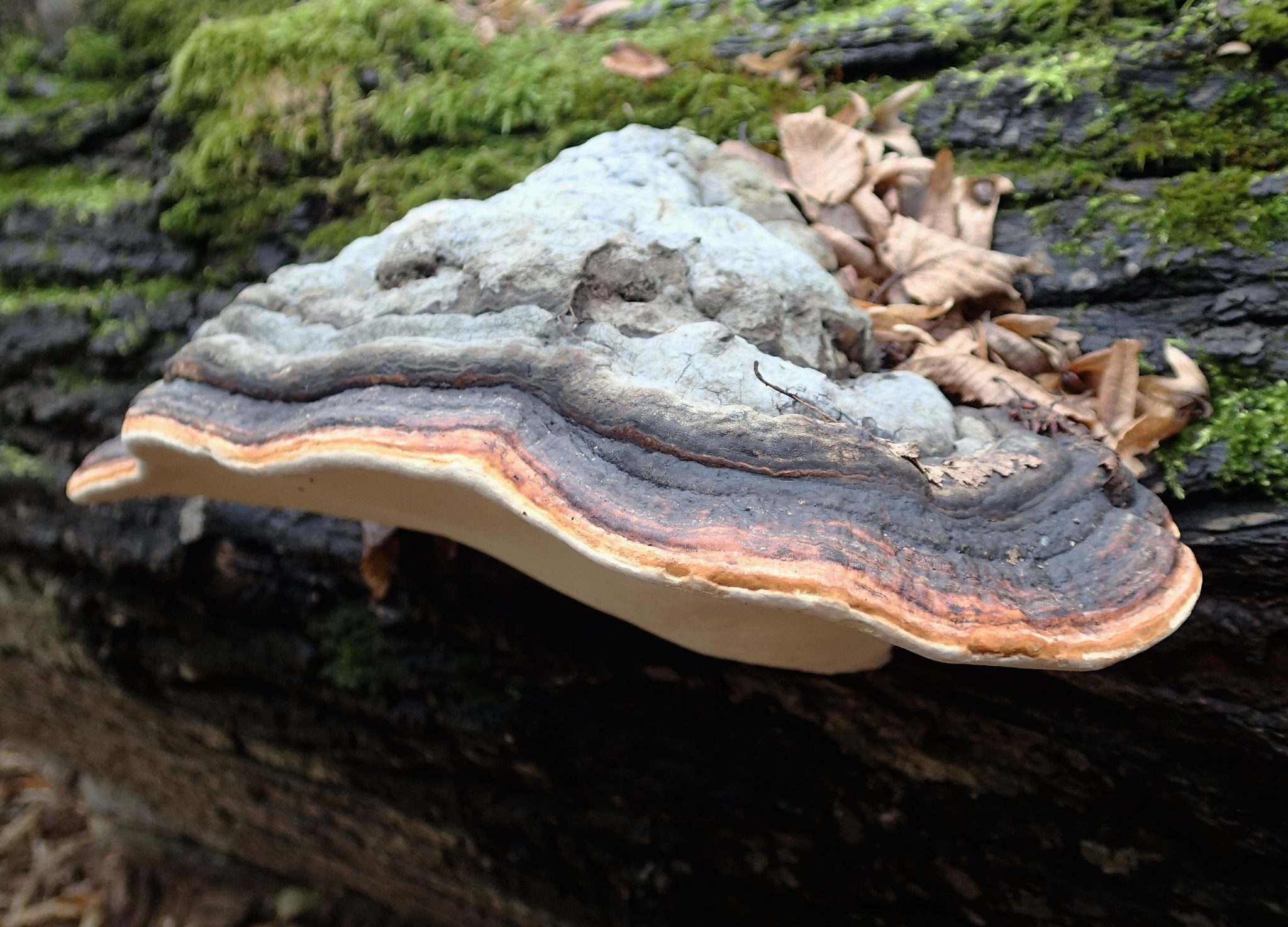 Fomitopsis pinicola: The Red-Belted Bracket Fungus