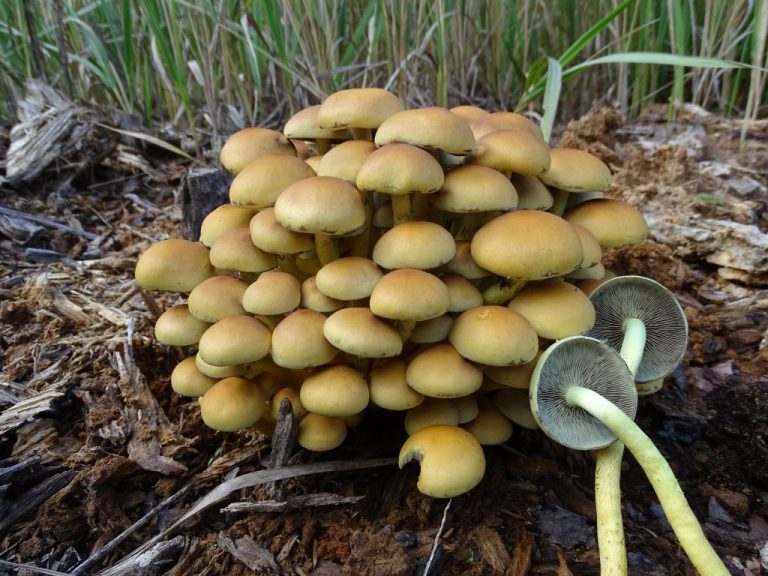 Hypholoma fasciculare: The Sulfur Tuft Identification & Edibility