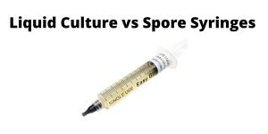Liquid Culture vs Spore Syringes: What’s the difference?