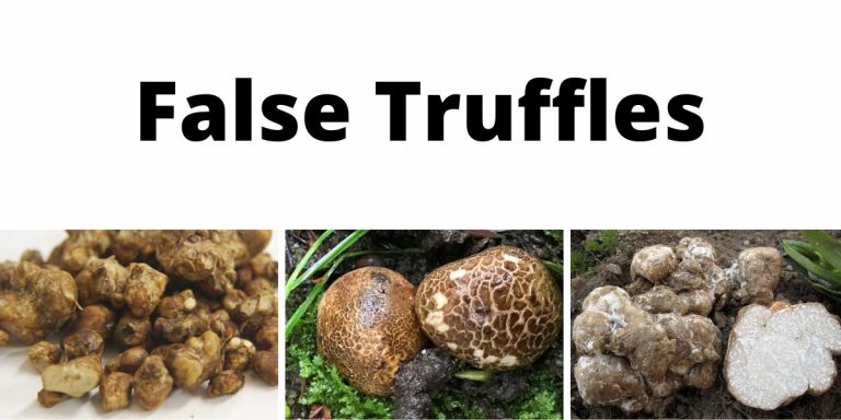 False Truffles: Identification, Look Alikes & Edibility