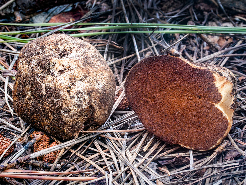 False Truffles: Identification, Look Alikes & Edibility