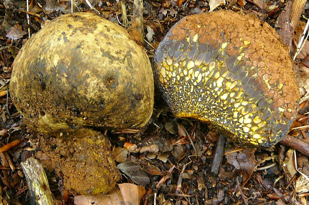False Truffles: Identification, Look Alikes & Edibility