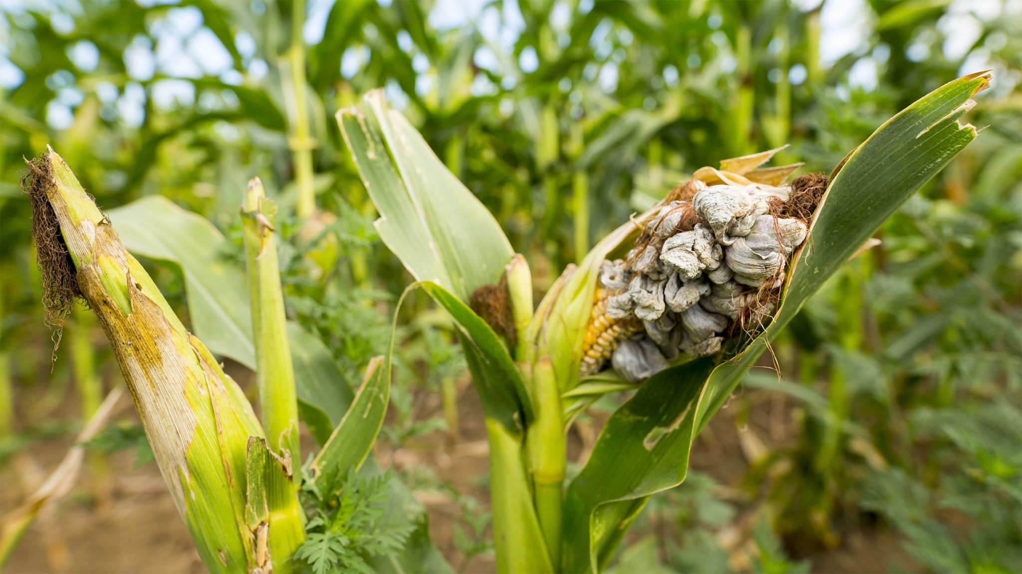 Corn Smut: The Mexican Truffle aka Huitlacoche
