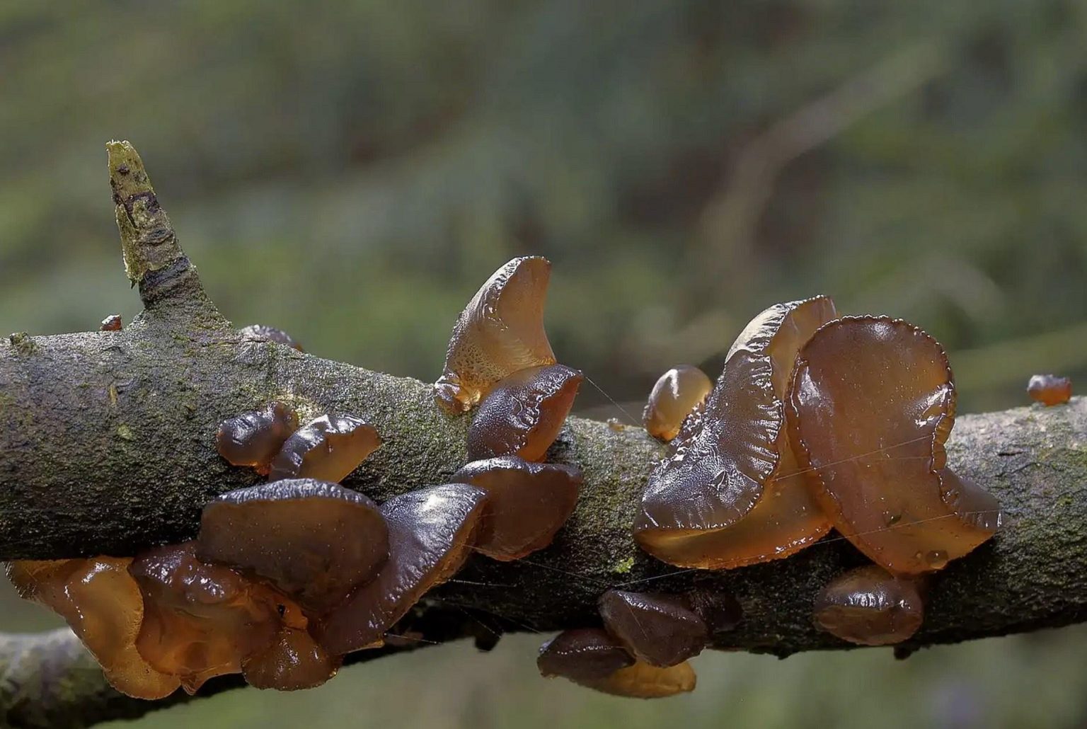 Exidia recisa: The Amber Jelly Fungus Identification & Look Alikes