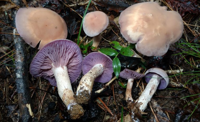 Laccaria ochropurpurea: The Purple-Gilled Laccaria
