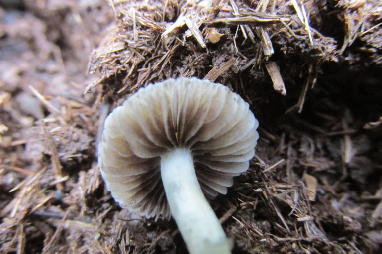 Psilocybe natalensis: Potency, Trip Effects, Dosage & Growing