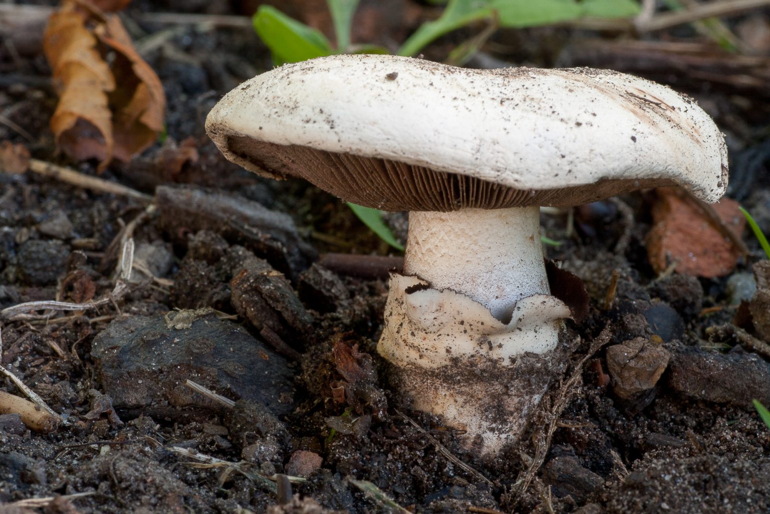 Agaricus bitorquis: The Pavement Mushroom Identification & More