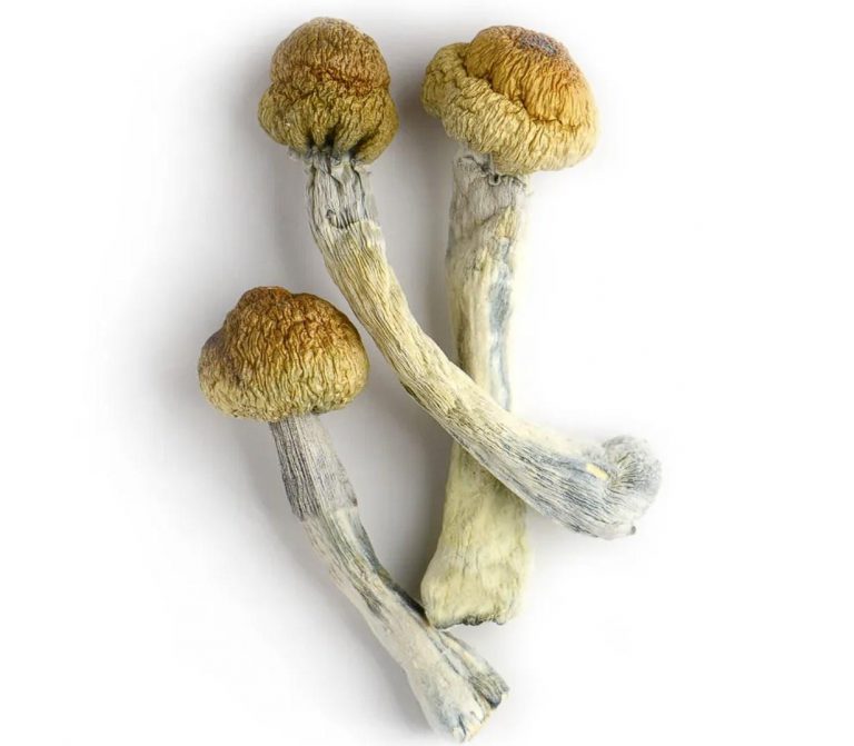 Trinity Shrooms: Potency, Trip Effects, Dosage & Growing